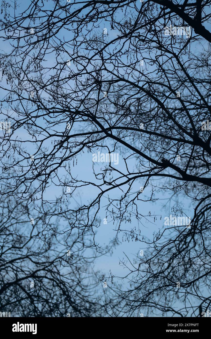 Tree without leaves hi-res stock photography and images - Alamy