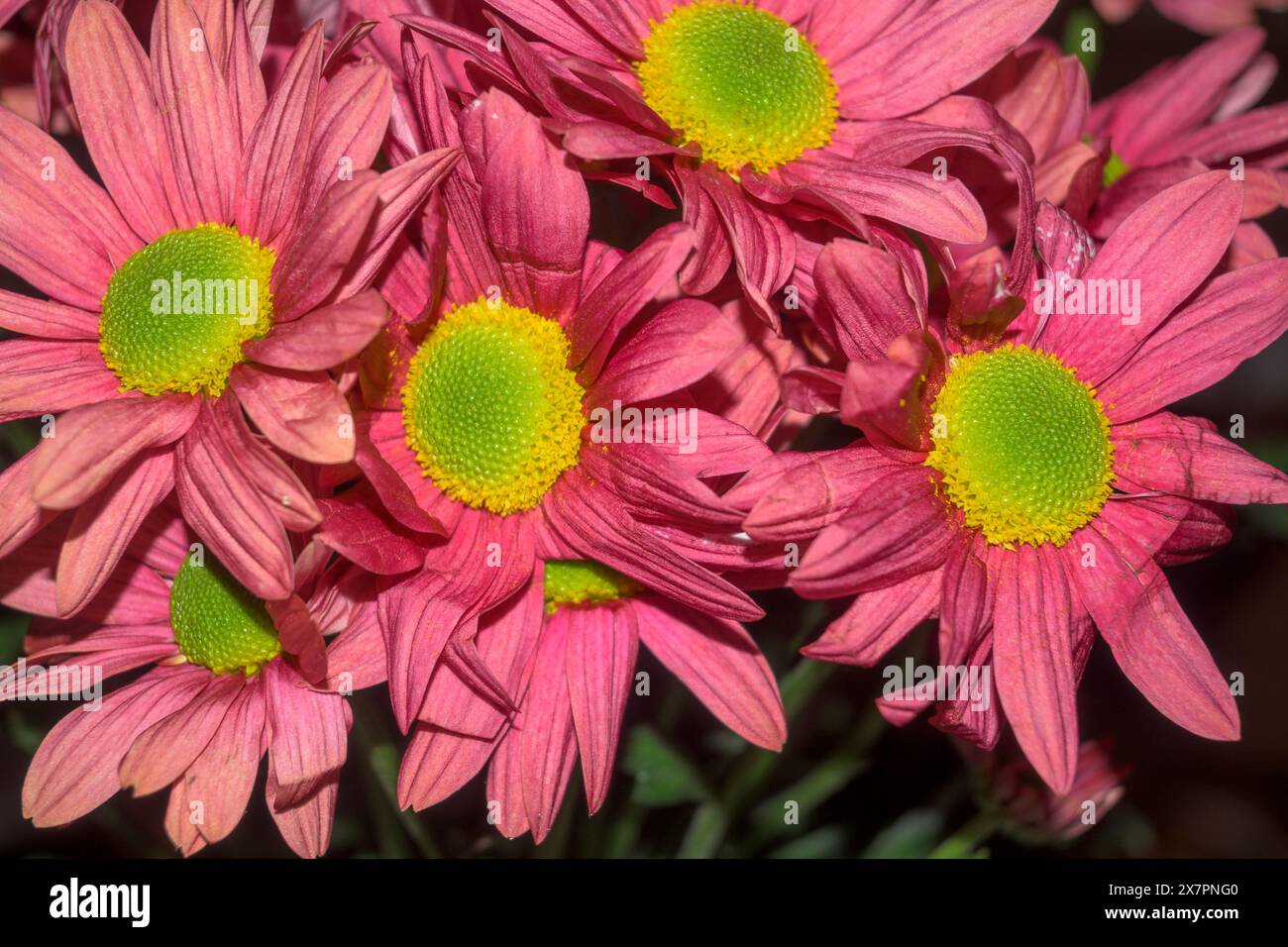 Dimorfoteca flowers with purple leaves and yellow and green center ...