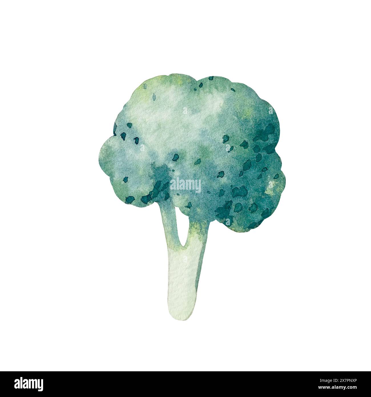 Broccoli watercolor hand drawn illustrations set isolated on white ...