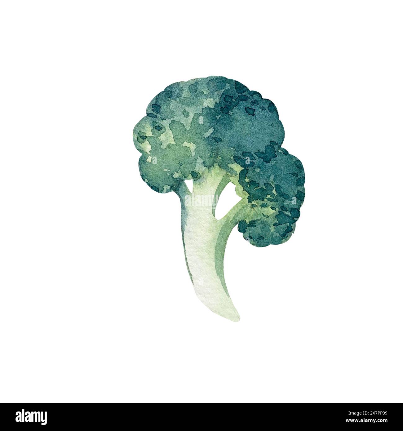 Broccoli watercolor hand drawn illustrations set isolated on white ...