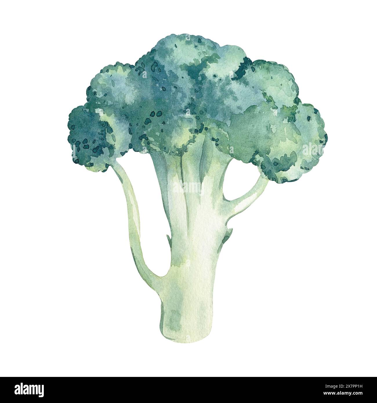 Broccoli watercolor hand drawn illustration isolated on white ...
