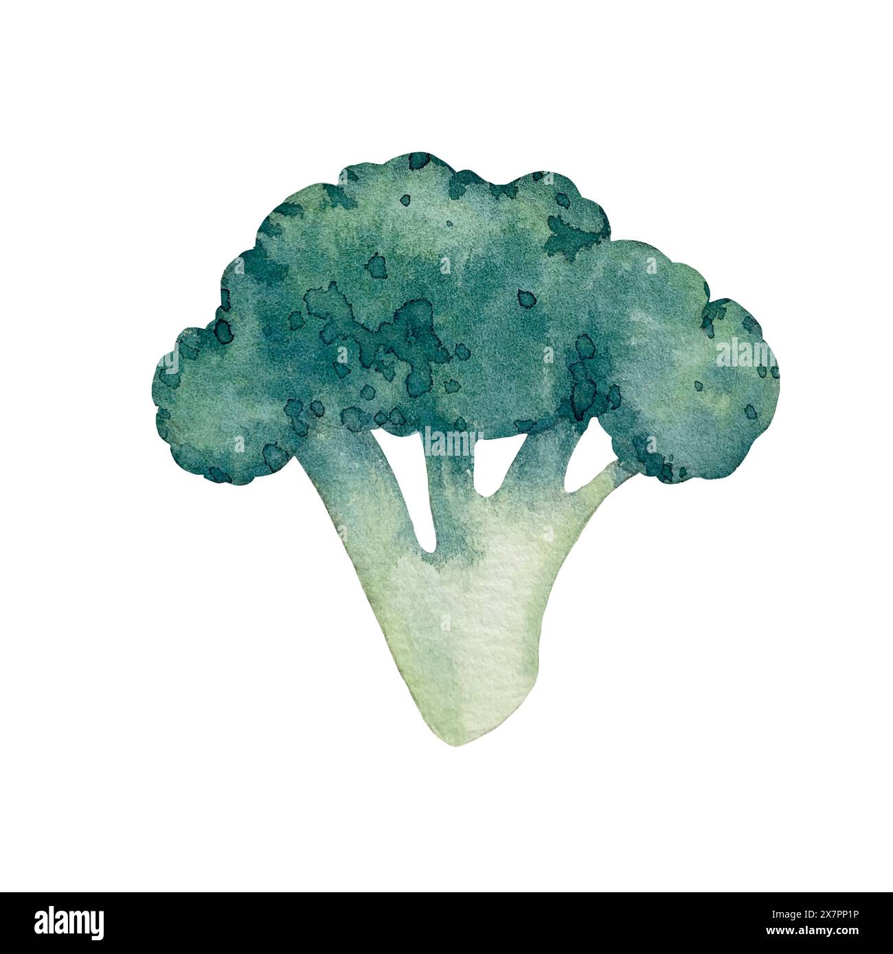 Broccoli watercolor hand drawn illustrations set isolated on white ...