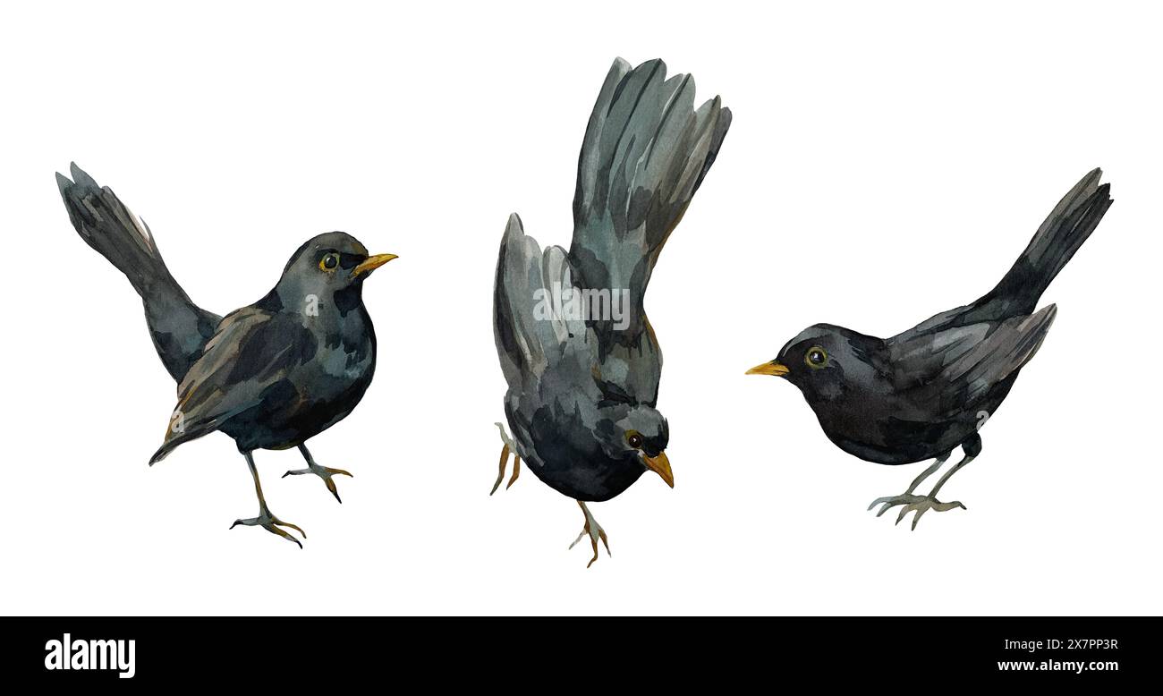 Vintage ornithology illustrations Cut Out Stock Images & Pictures - Alamy