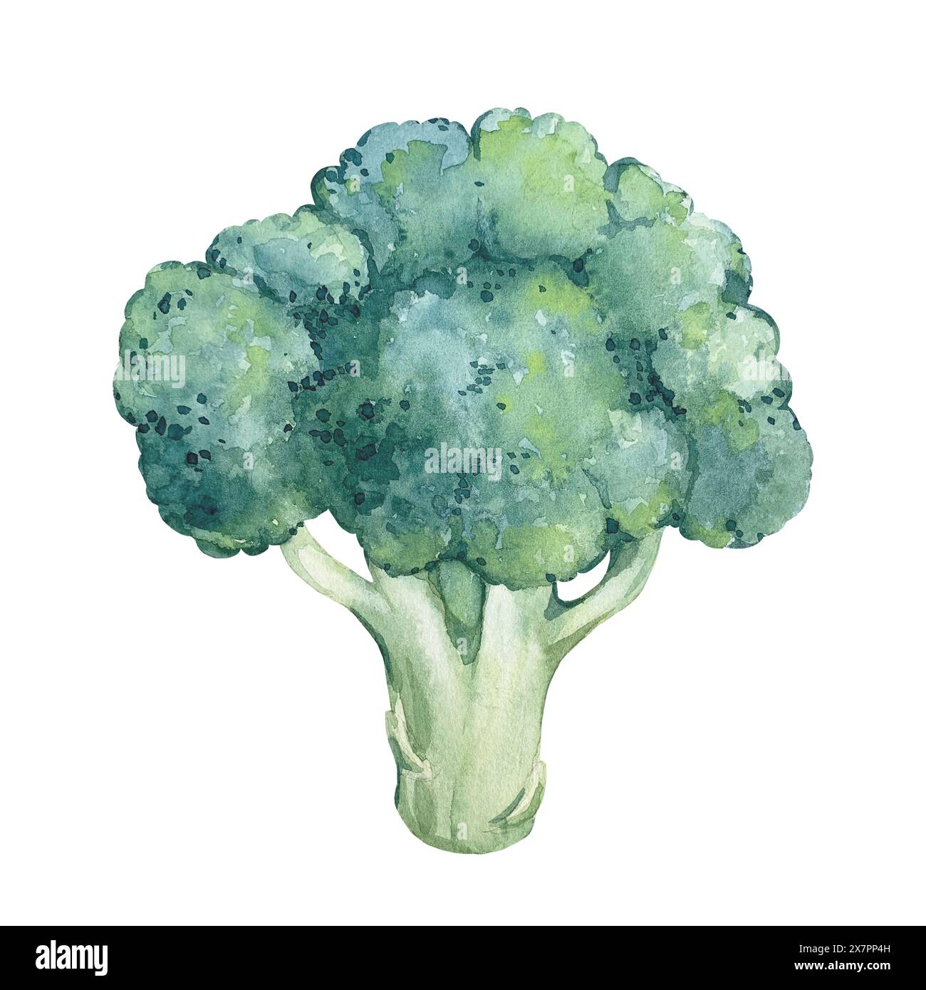 Broccoli watercolor hand drawn illustration isolated on white ...