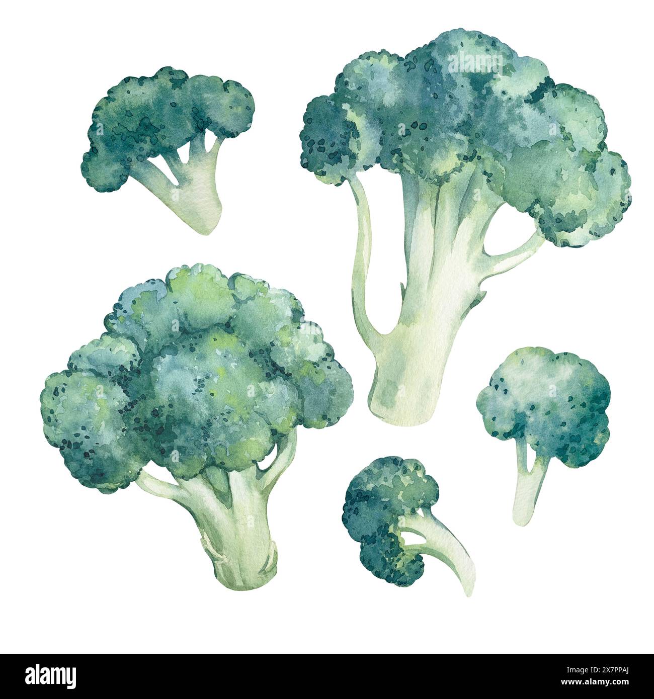 Broccoli watercolor hand drawn illustrations set isolated on white ...