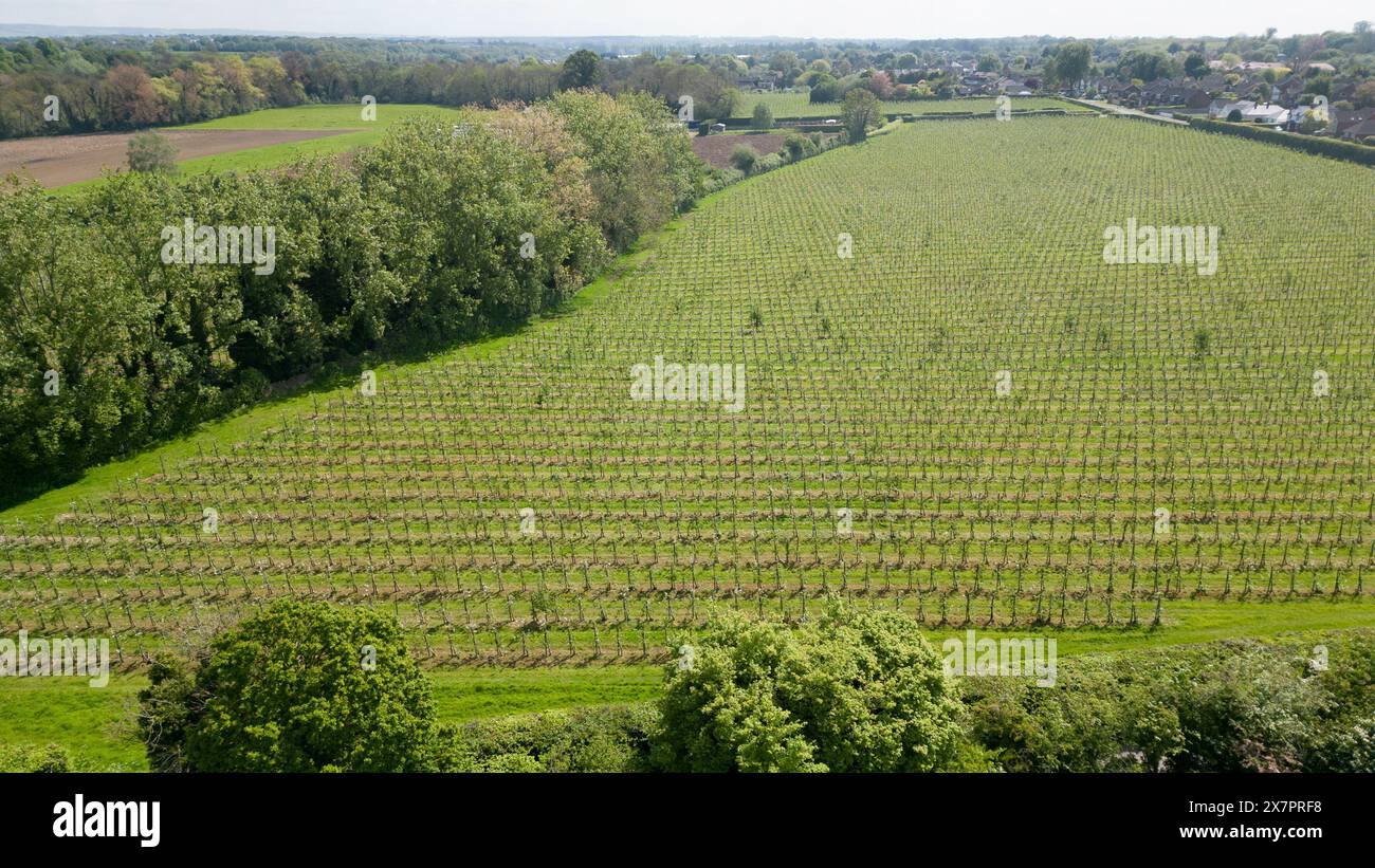 Aerial view of Salt's Wood, a newly-planted woodland area in the ...