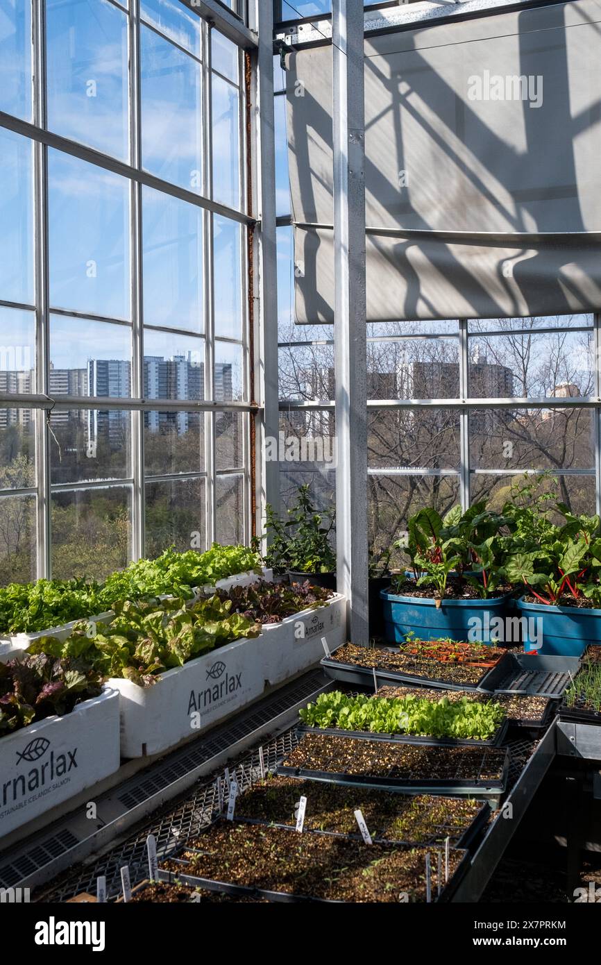 Green salads in the Flemo Farm association's shared garden in a ...