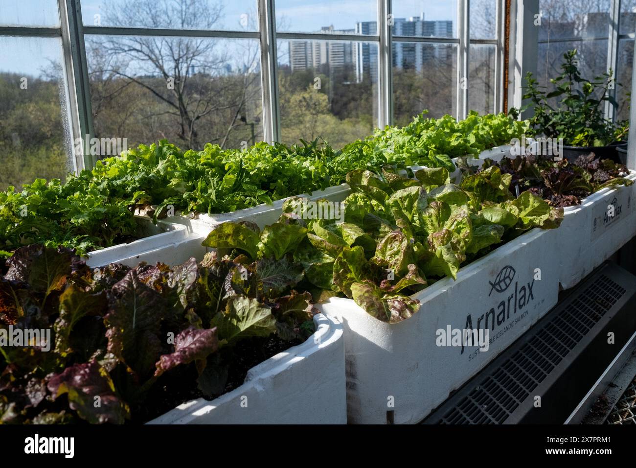 Green salads in the Flemo Farm association's shared garden in a ...