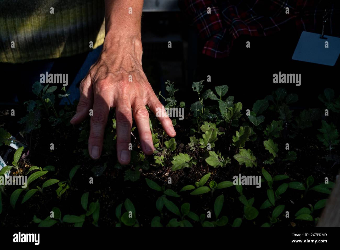 A budding plant in the Flemo Farm association's shared garden in a ...