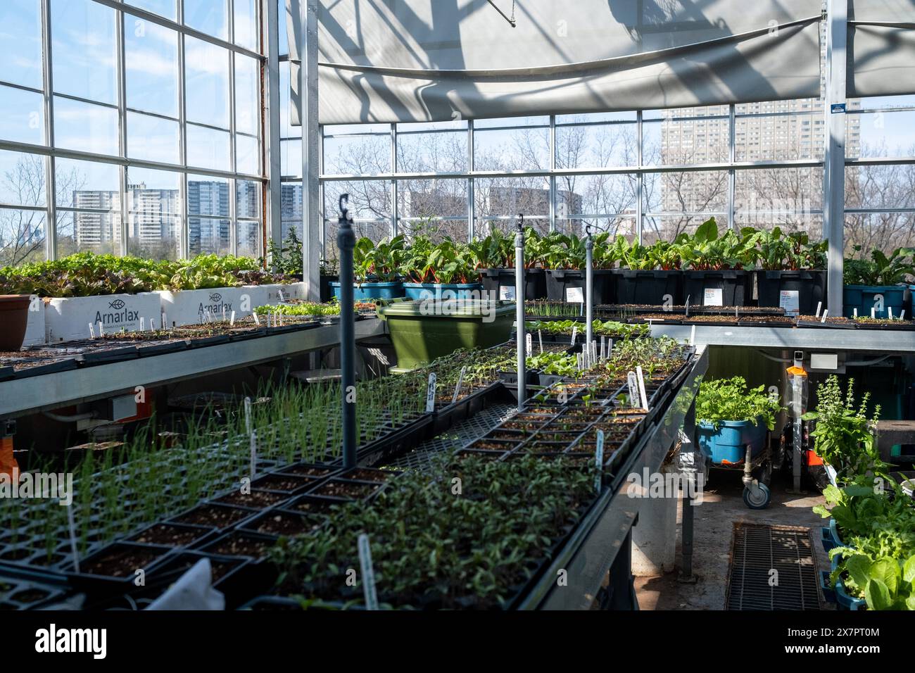 Green salads in the Flemo Farm association's shared garden in a ...