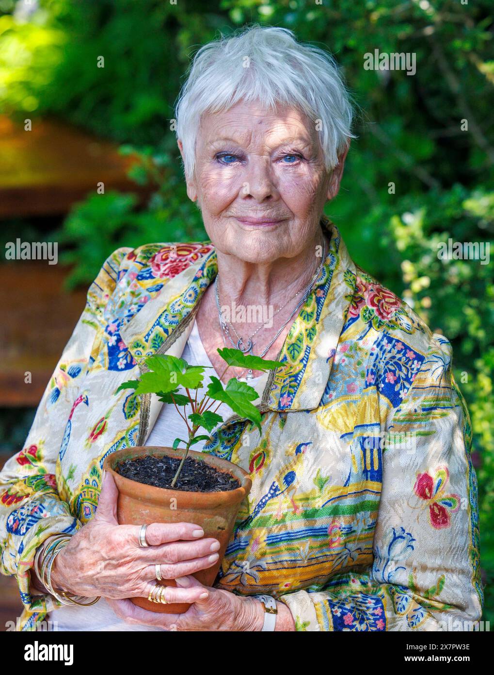 Dame Judi Dench with a seedling from the Sycamore Gap tree in The ...