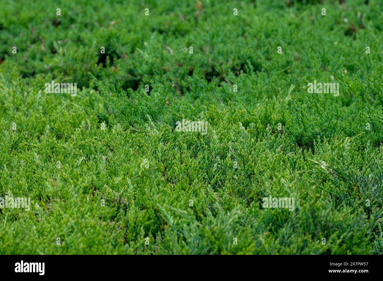 A close-up view of dense green shrubs in a garden. The lush foliage ...