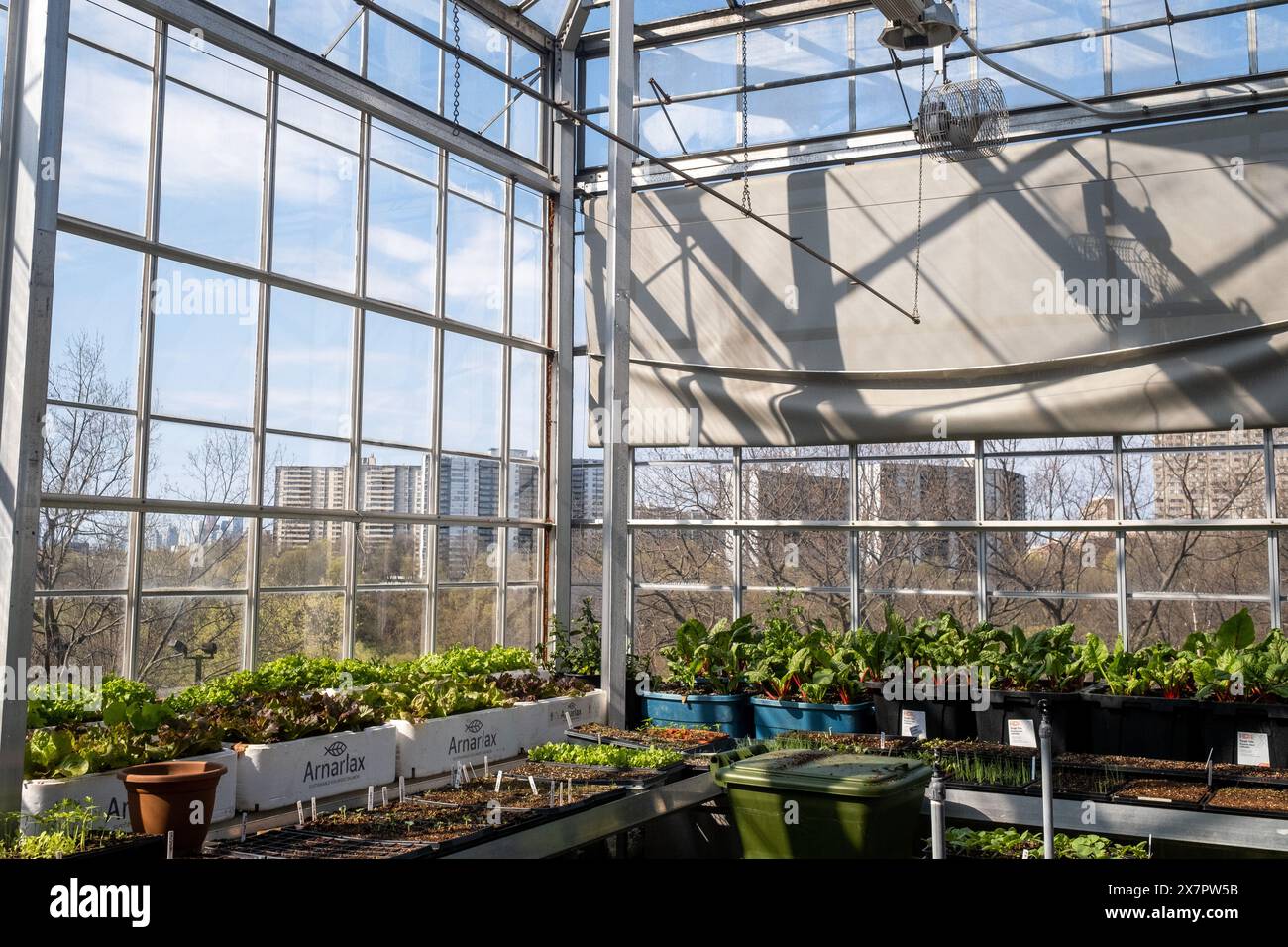 Green salads in the Flemo Farm association's shared garden in a ...