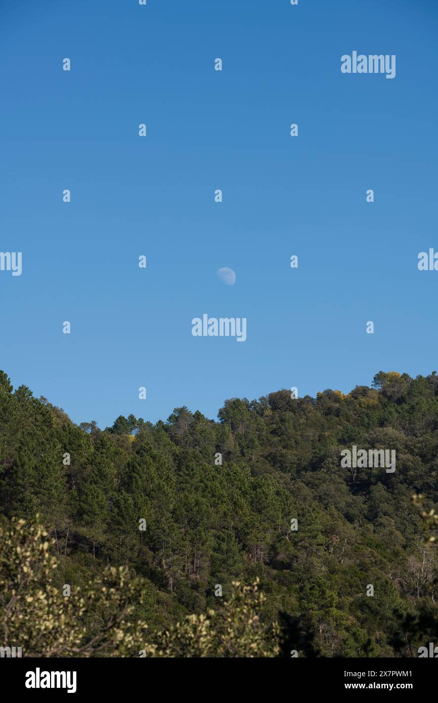 Half moon shining over a pine forest, picturesque vertical shot ...