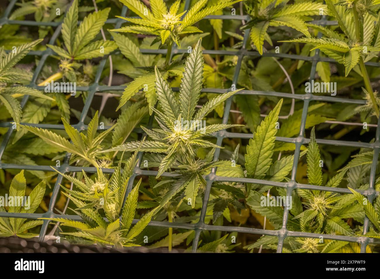 female blossom marijuana SoG Sea of Green net hemp cultivation ...