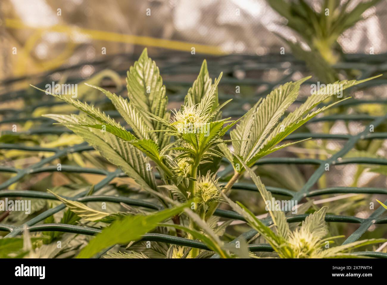 female blossom marijuana SoG Sea of Green net hemp cultivation ...