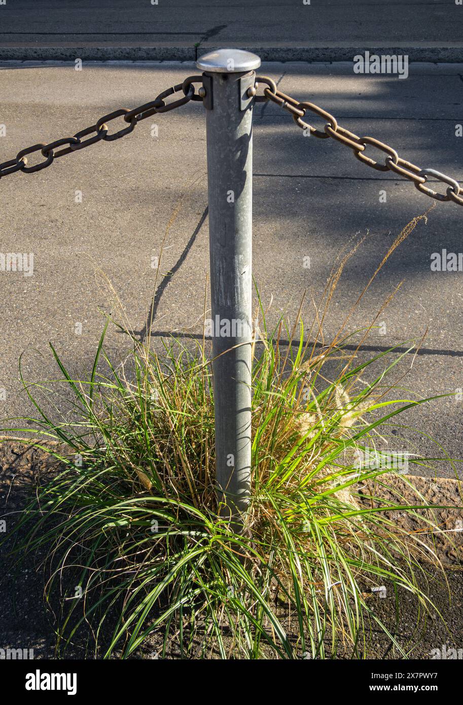 A rusty chain barrier post in an urban setting, surrounded by overgrown ...