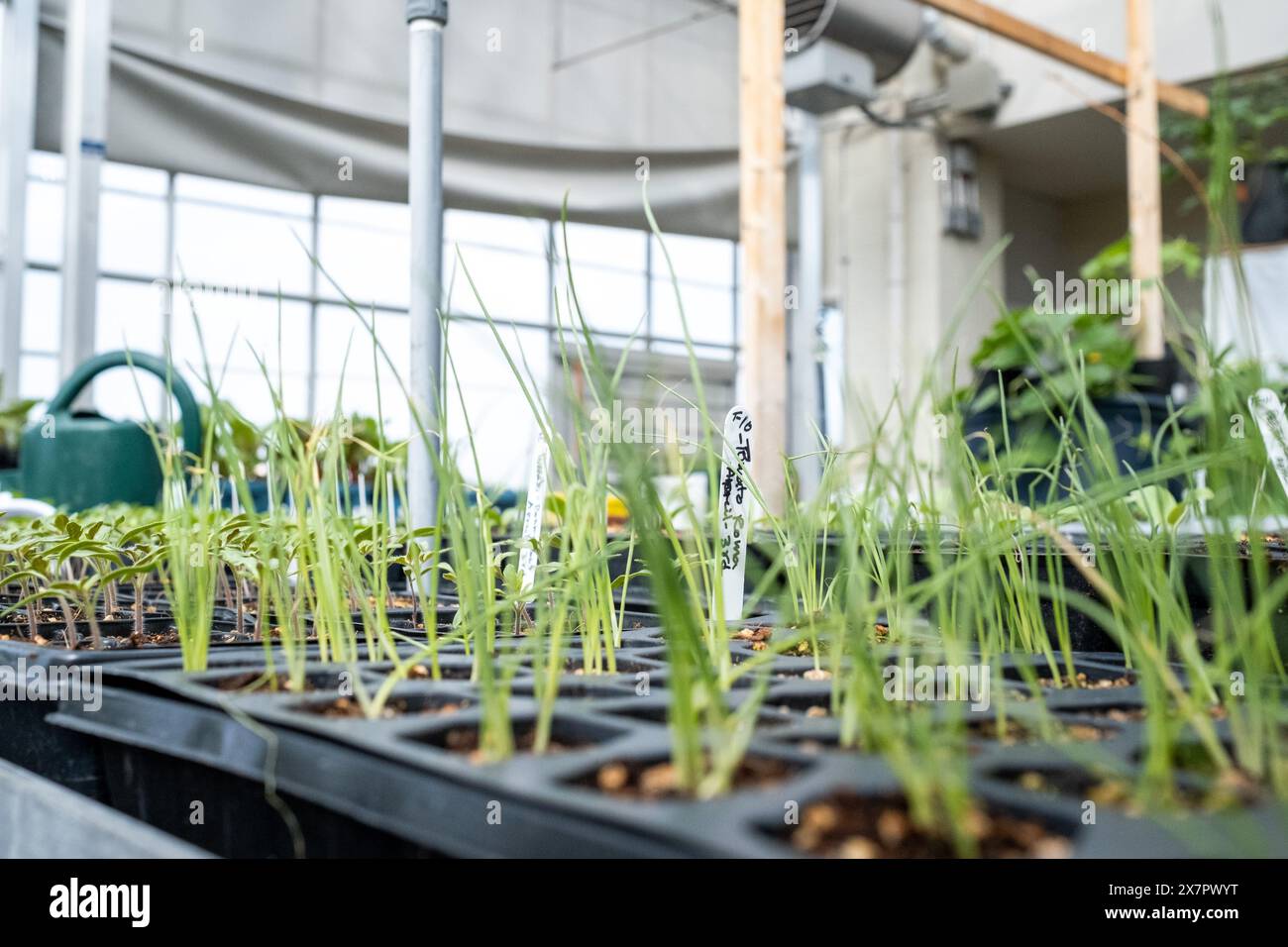 A budding plant in the Flemo Farm association's shared garden in a ...