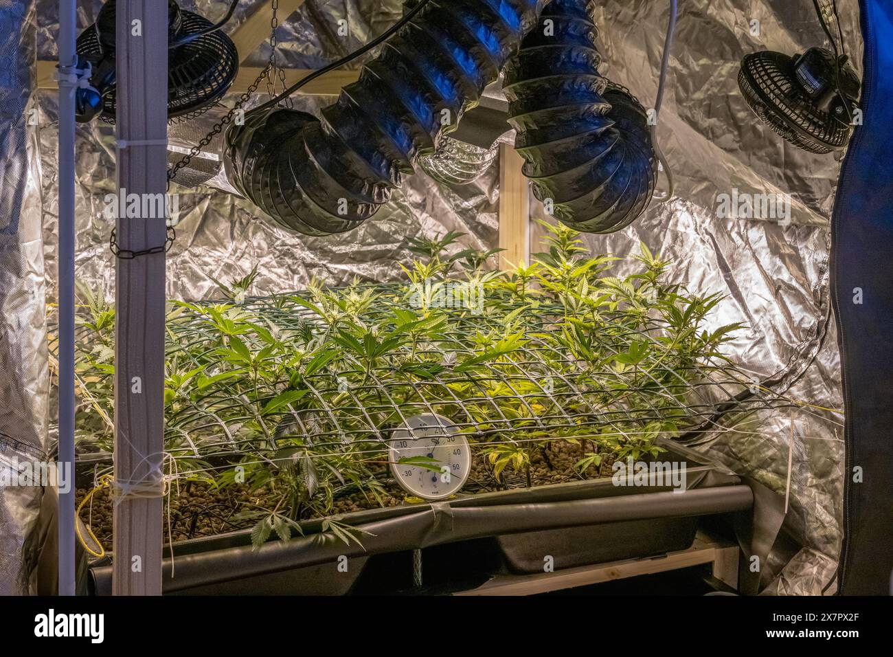 female blossom marijuana SoG Sea of Green net hemp cultivation ...