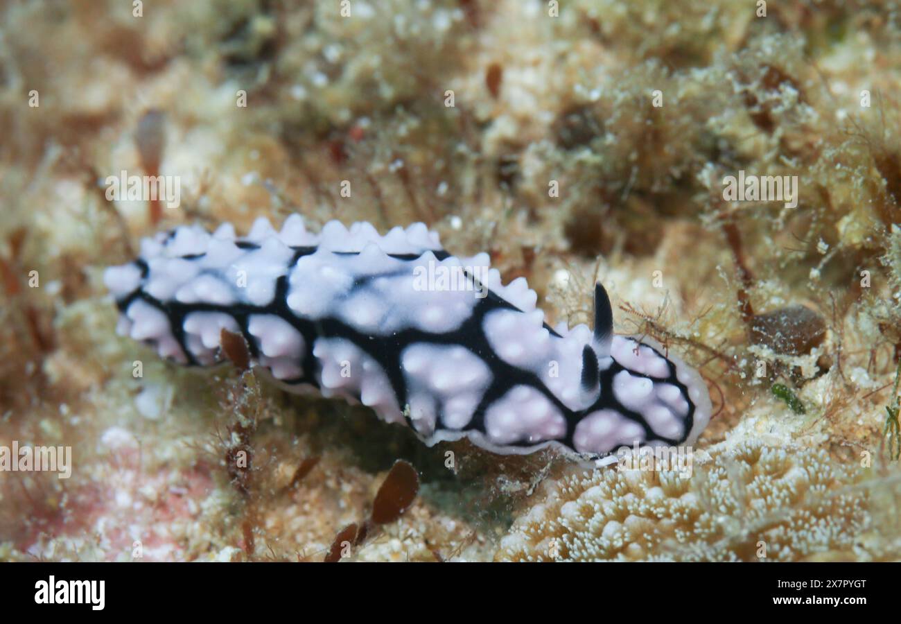 (240521) -- SANYA(HAINAN), May 21, 2024 (Xinhua) -- A phyllidiidae is ...