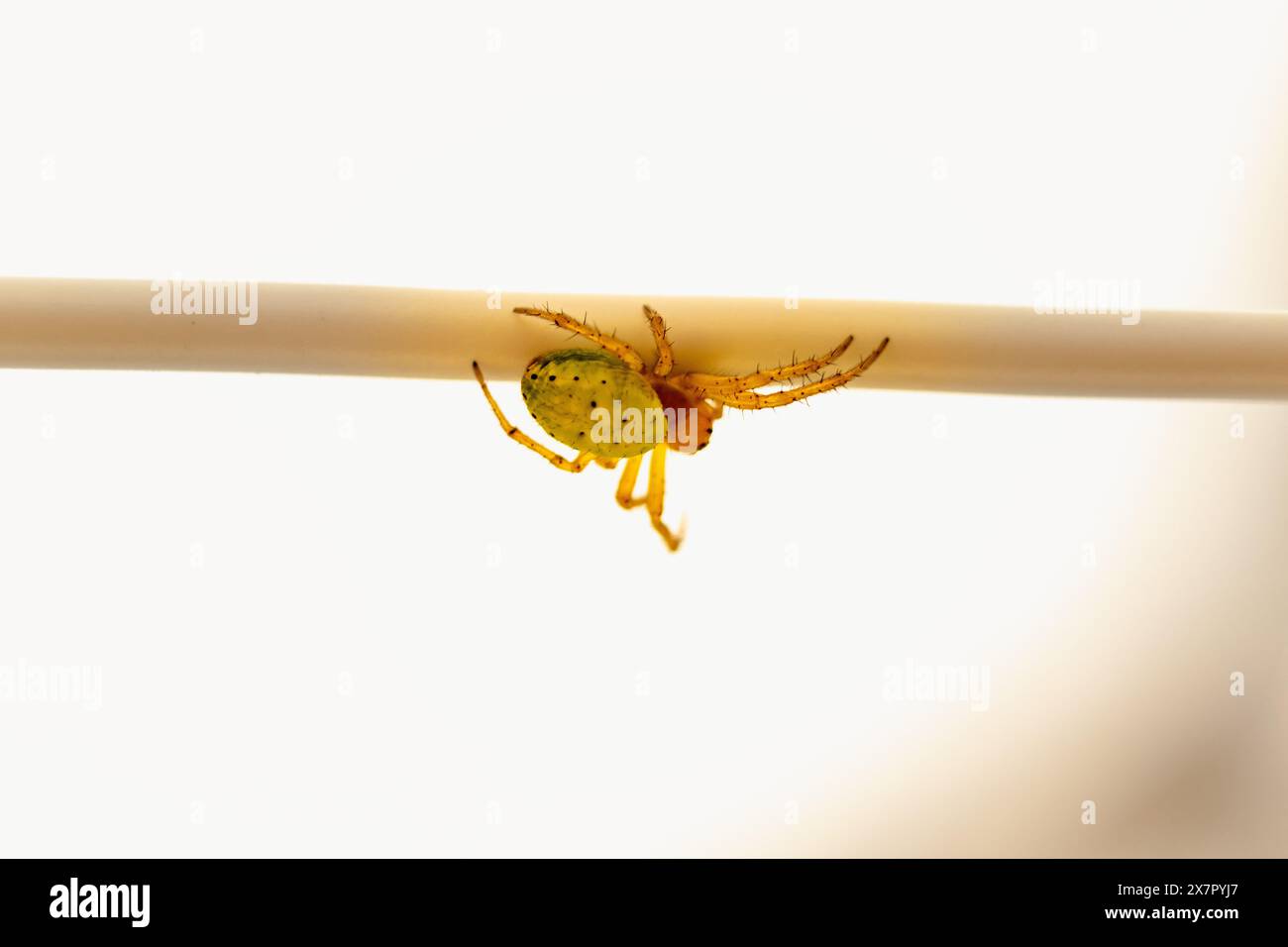 Araniella cucurbitina, squash spider or cucumber spider, green abdomen ...