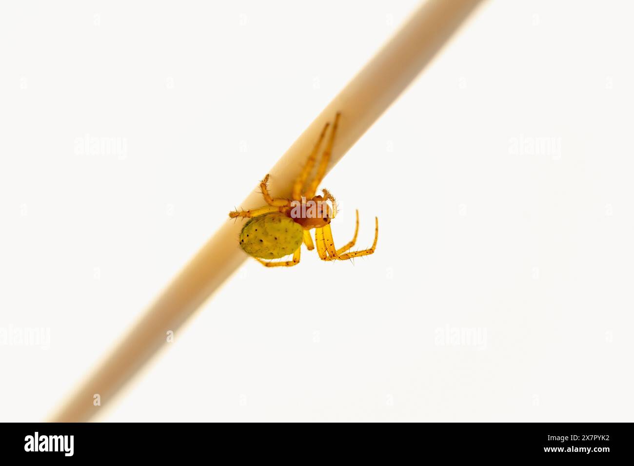 Araniella cucurbitina, squash spider or cucumber spider, green abdomen ...