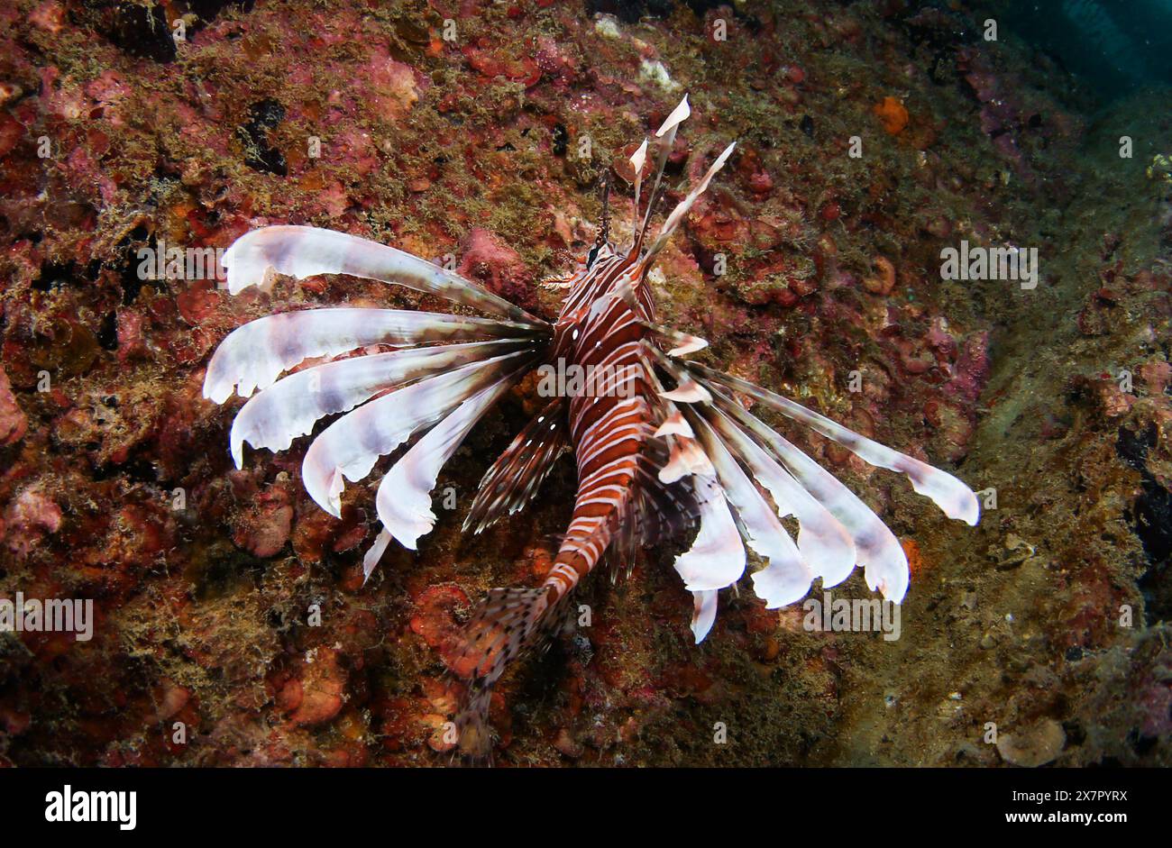 (240521) -- SANYA(HAINAN), May 21, 2024 (Xinhua) -- A lionfish is ...