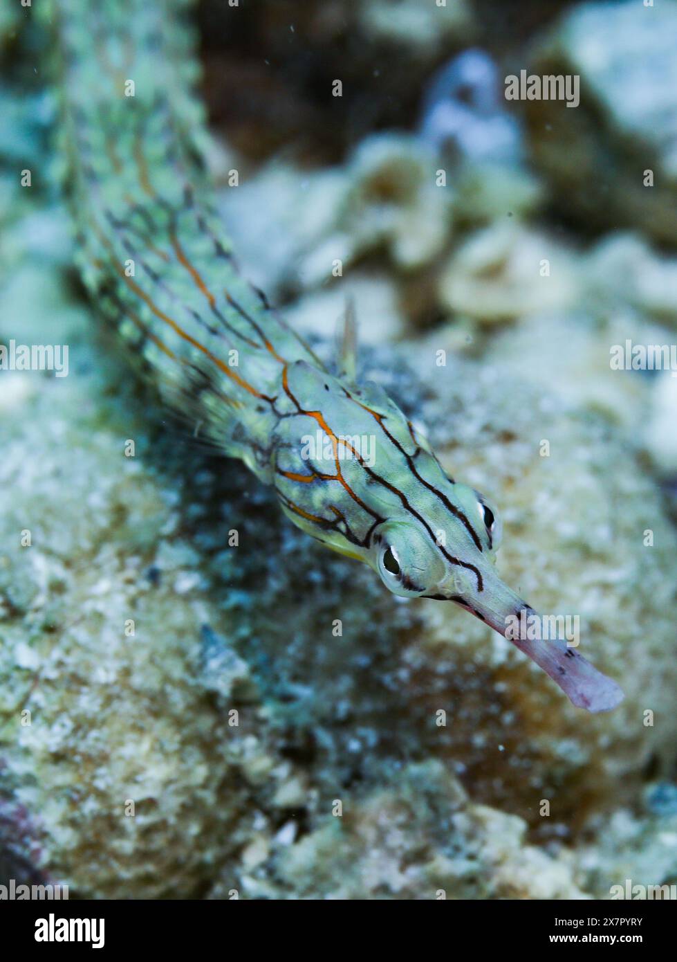 (240521) -- SANYA(HAINAN), May 21, 2024 (Xinhua) -- A messmate pipefish ...