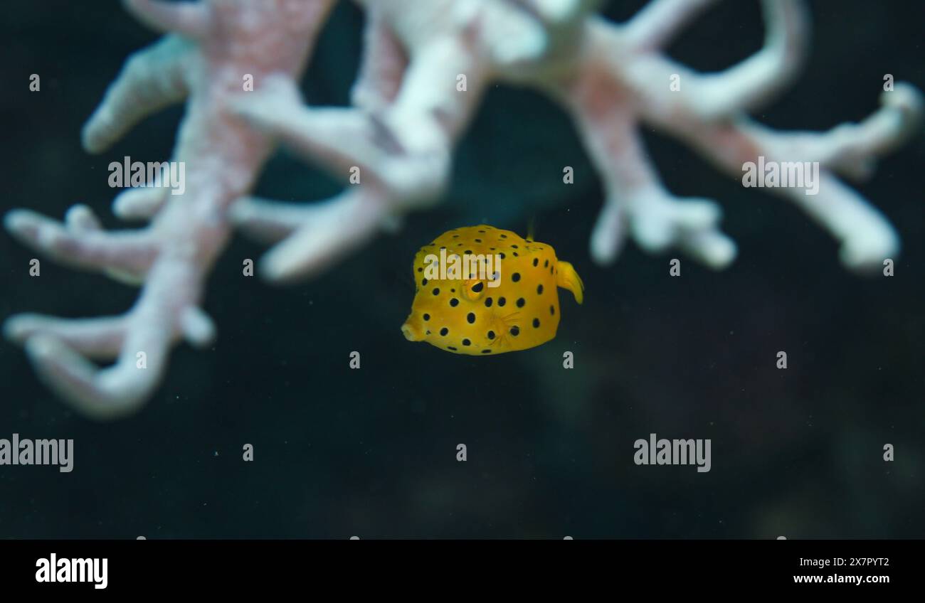 (240521) -- SANYA(HAINAN), May 21, 2024 (Xinhua) -- A yellow boxfish ...