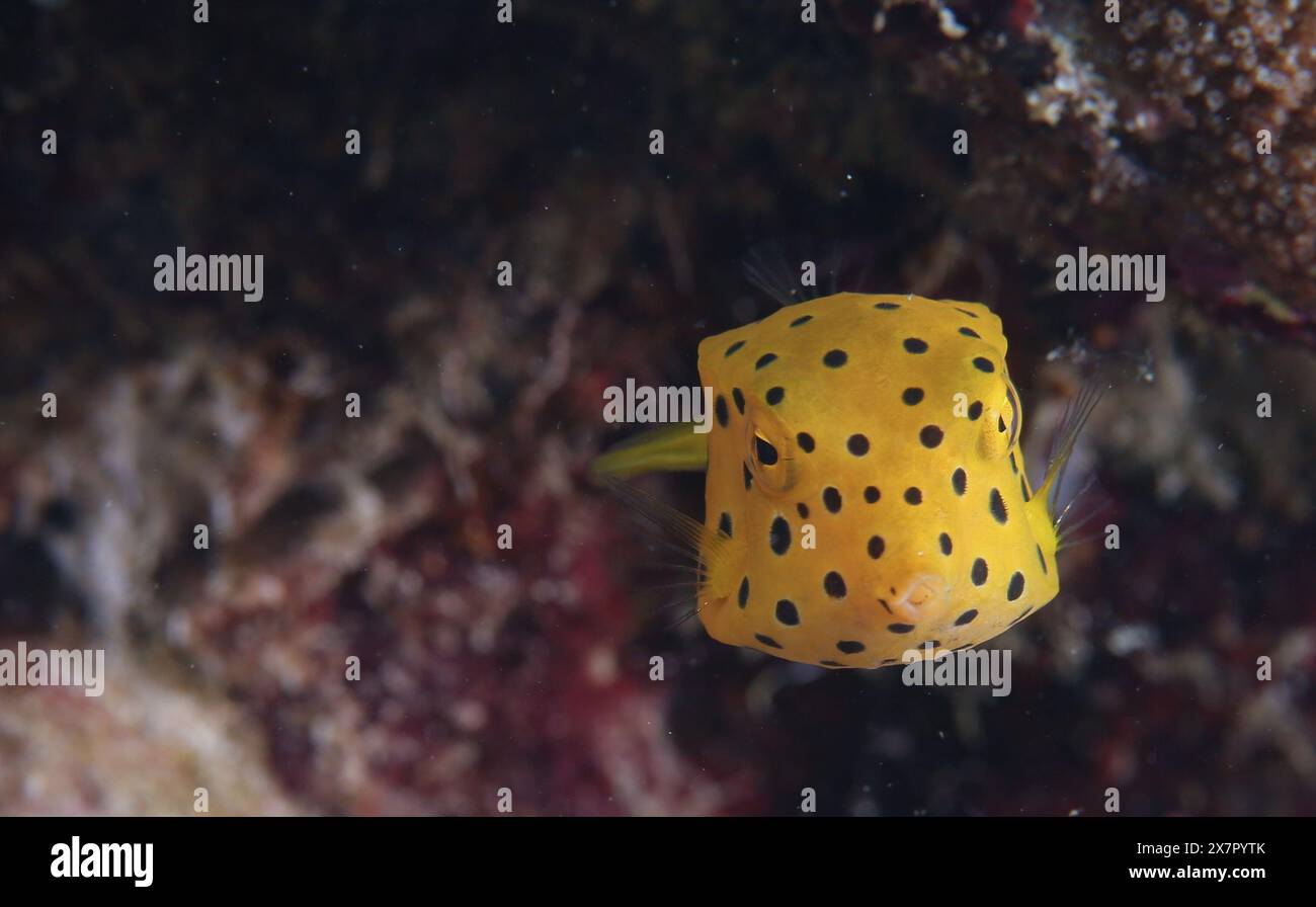(240521) -- SANYA(HAINAN), May 21, 2024 (Xinhua) -- A yellow boxfish ...