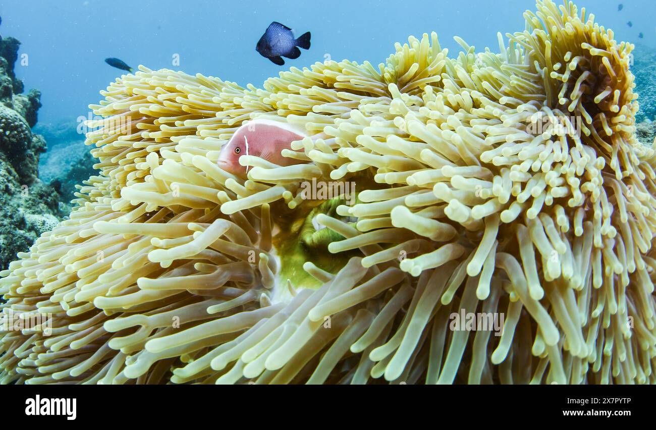 (240521) -- SANYA(HAINAN), May 21, 2024 (Xinhua) -- Sea anemones and a ...