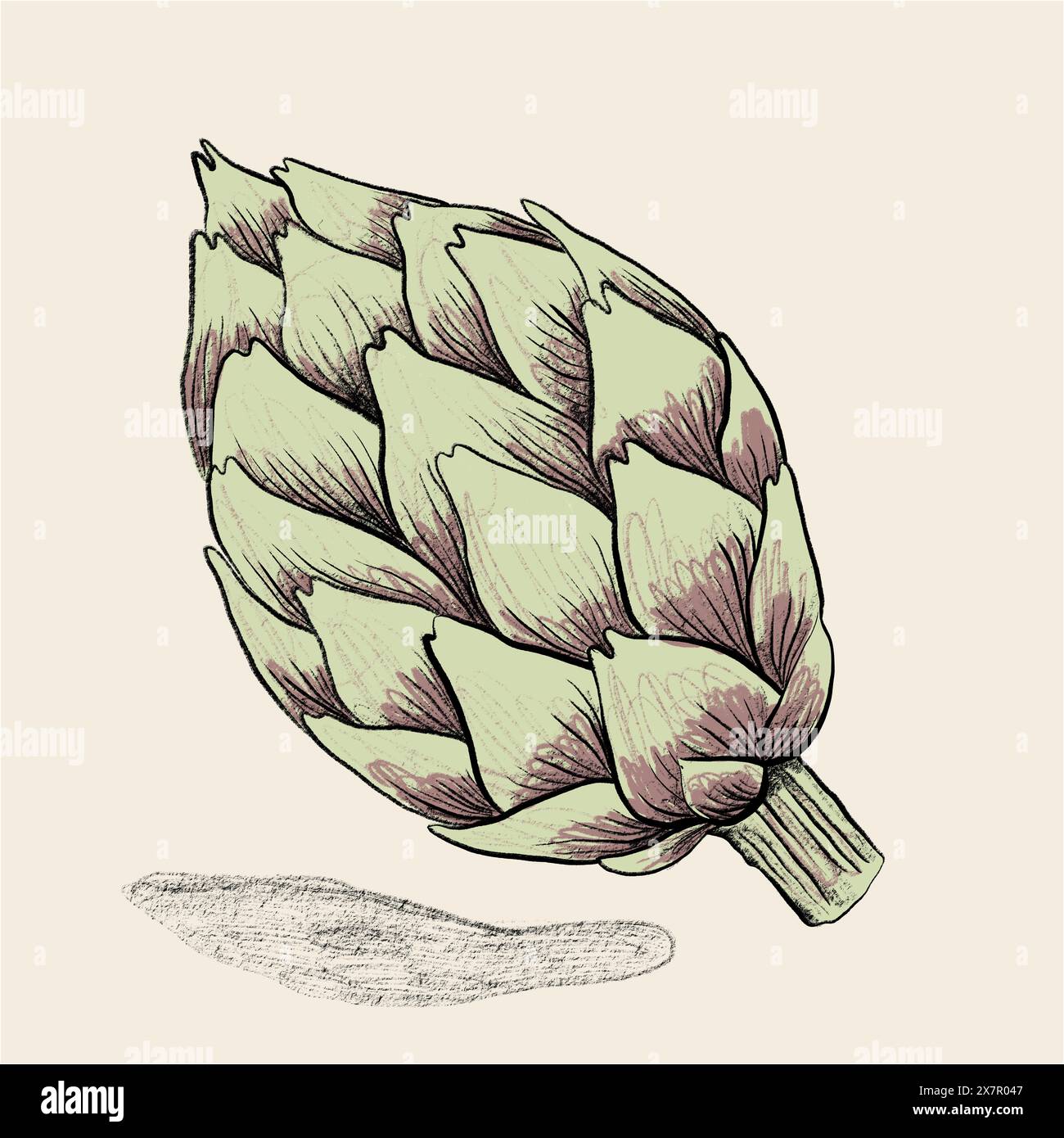 Illustration showcases the detailed artwork of a hand-drawn artichoke ...