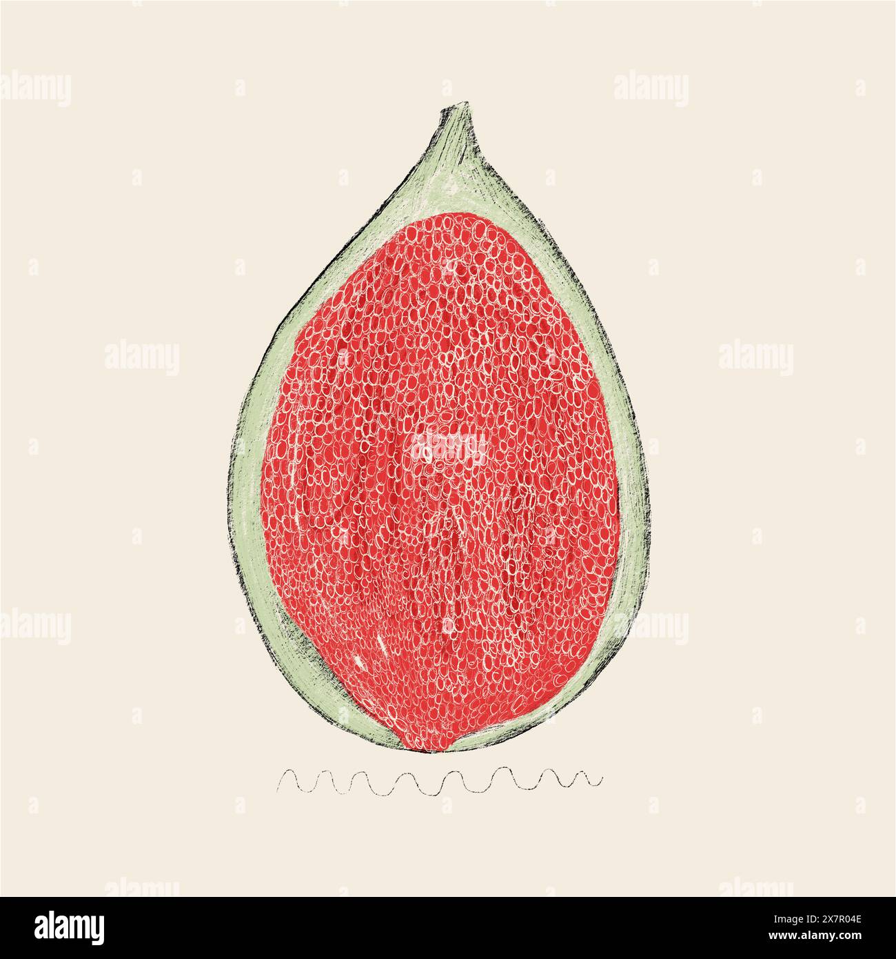 Fig cross section hi-res stock photography and images - Alamy
