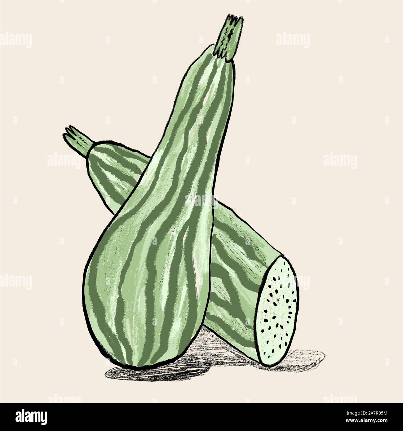 Courgette plant drawing hi-res stock photography and images - Alamy