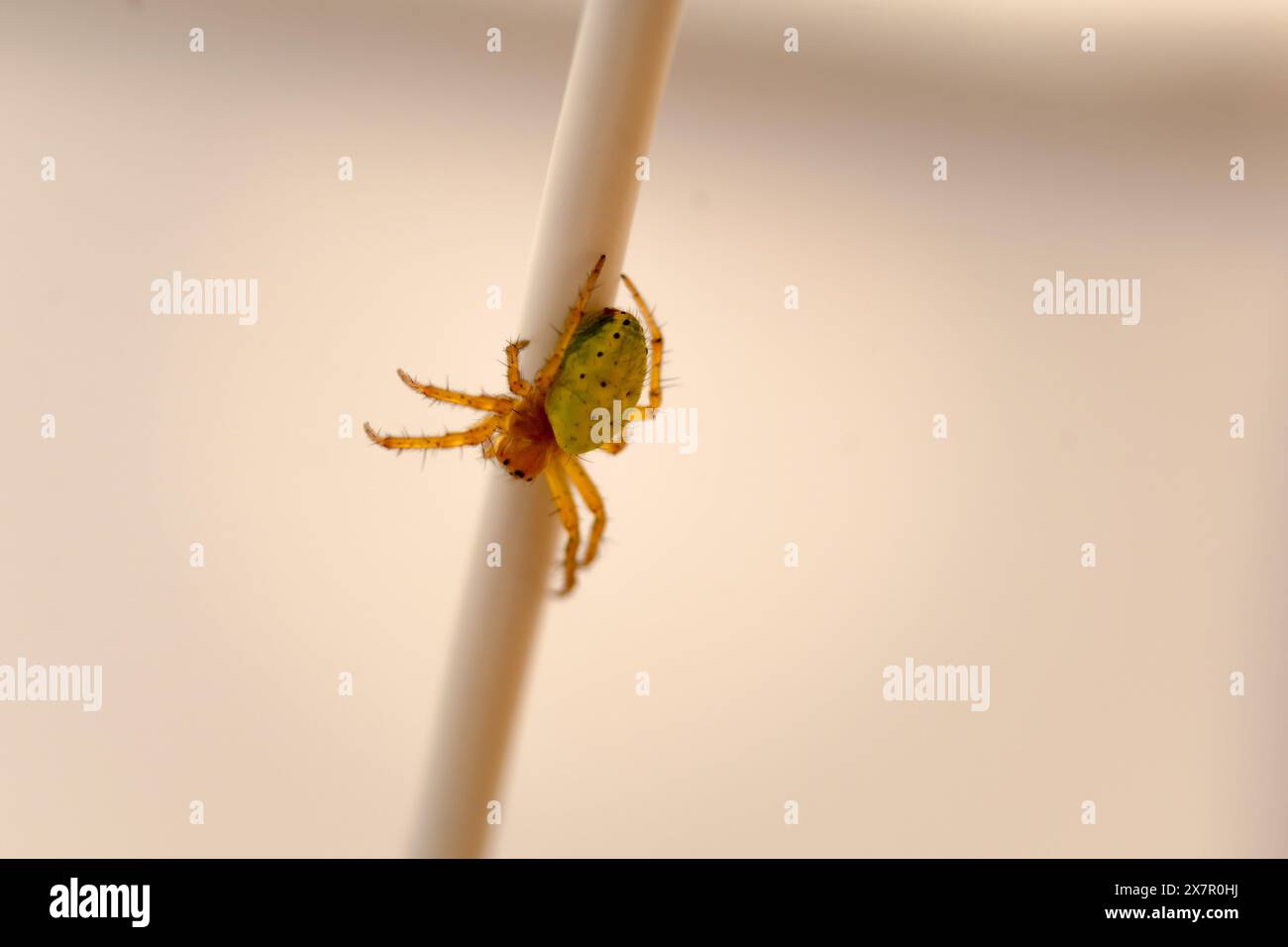 Araniella cucurbitina, squash spider or cucumber spider, green abdomen ...