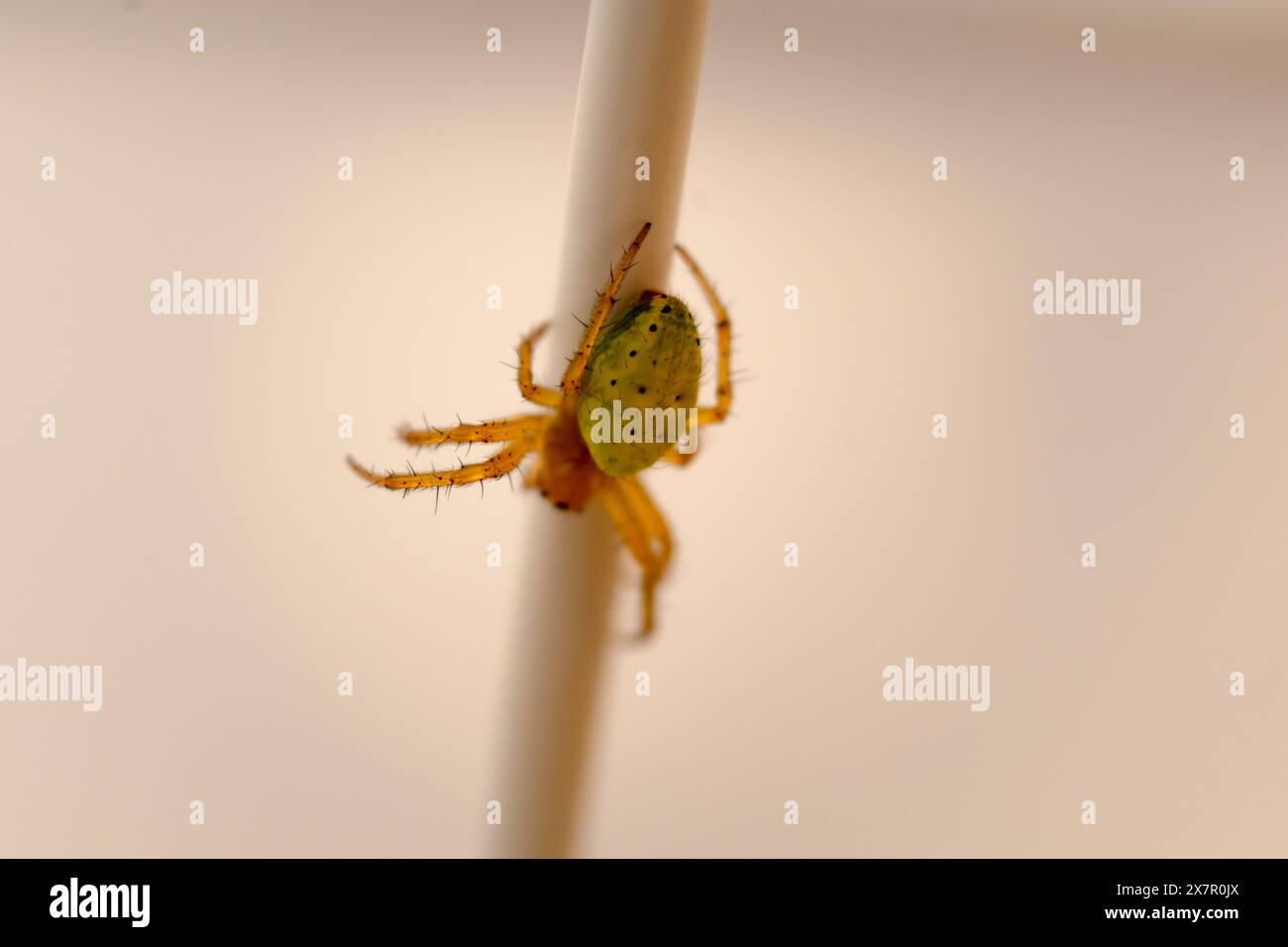 Araniella cucurbitina, squash spider or cucumber spider, green abdomen ...