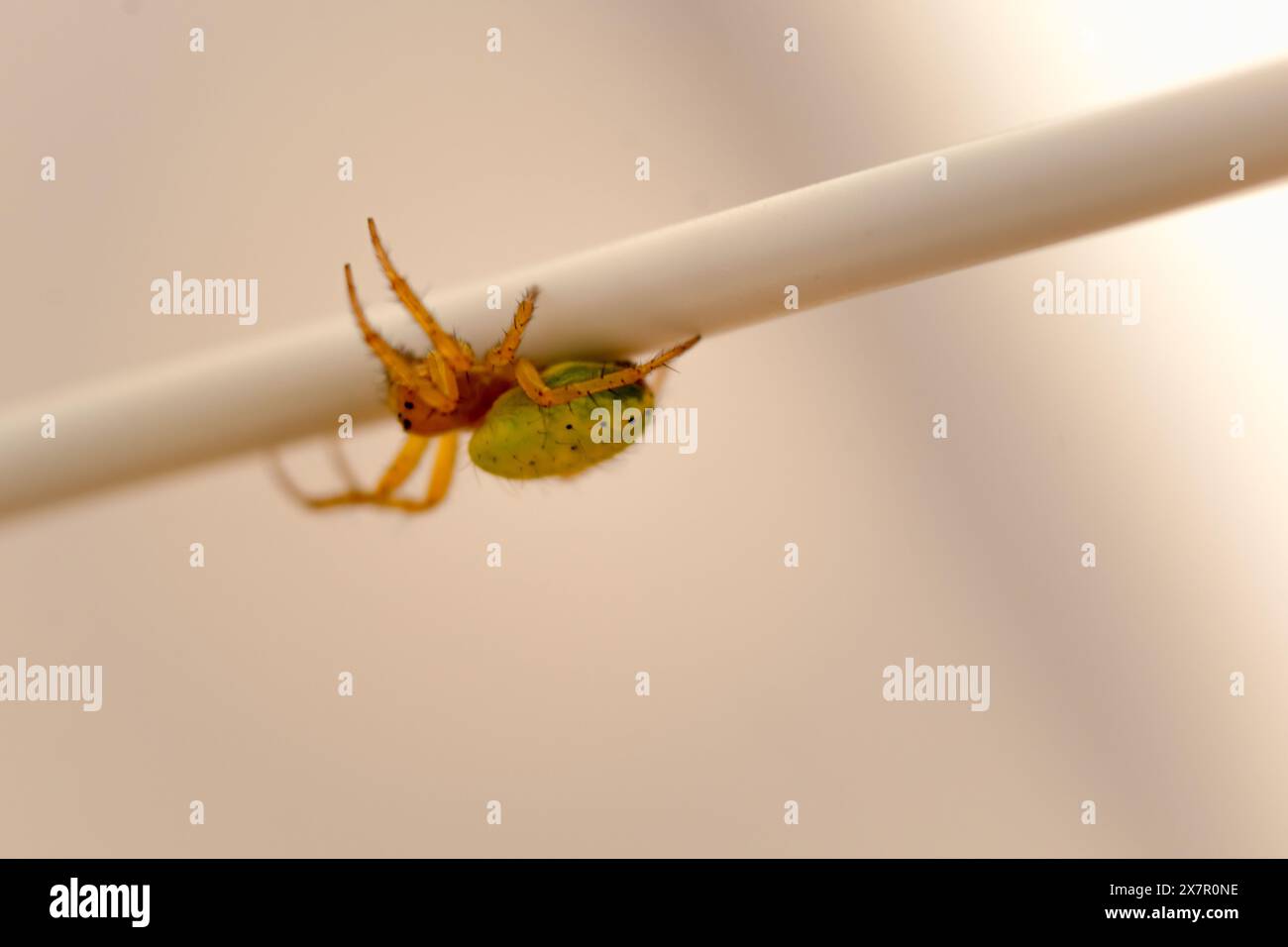 Araniella cucurbitina, squash spider or cucumber spider, green abdomen ...