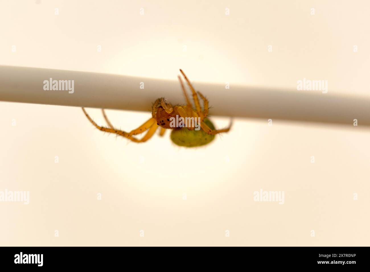 Araniella cucurbitina, squash spider or cucumber spider, green abdomen ...