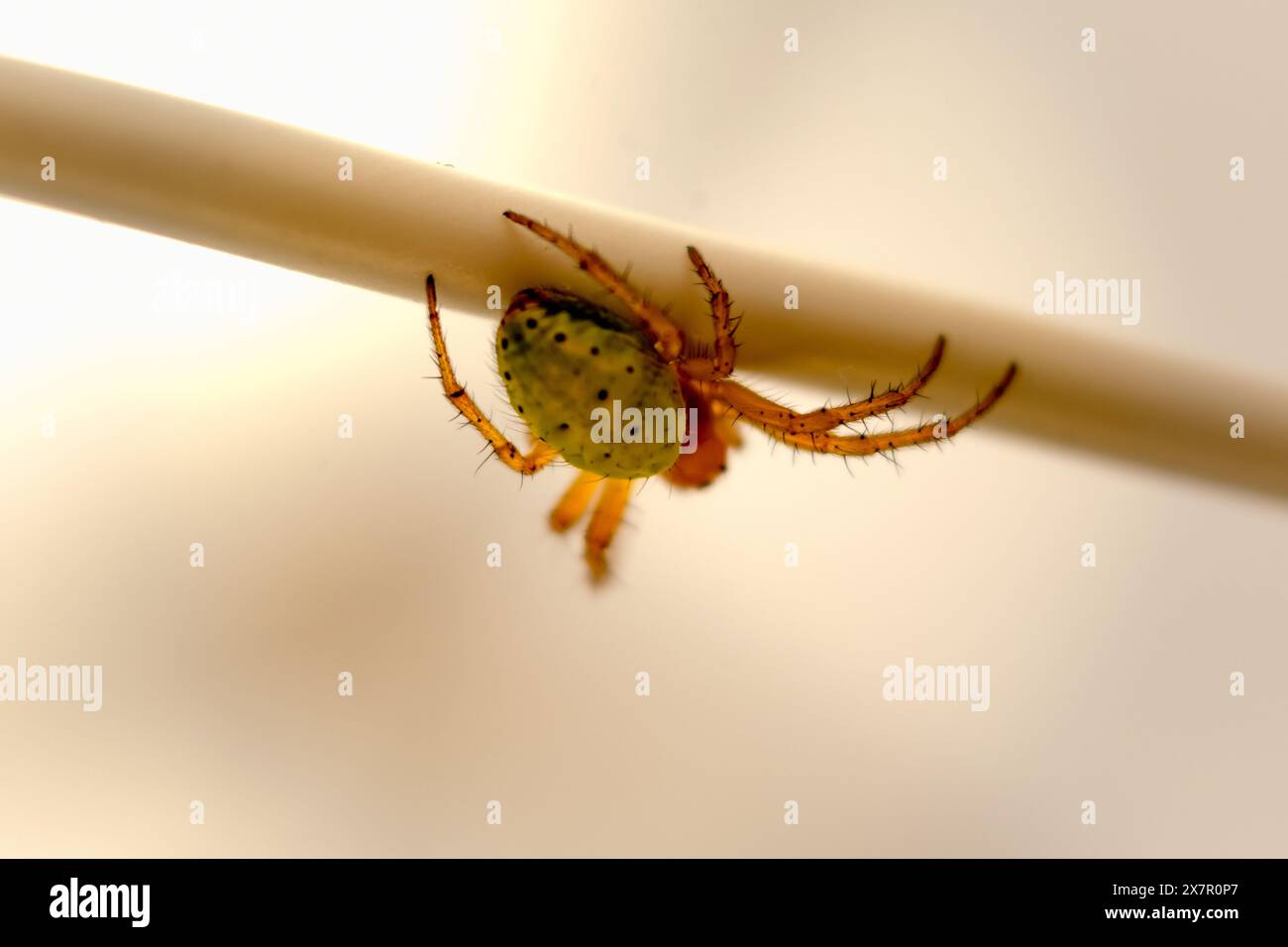 Araniella cucurbitina, squash spider or cucumber spider, green abdomen ...