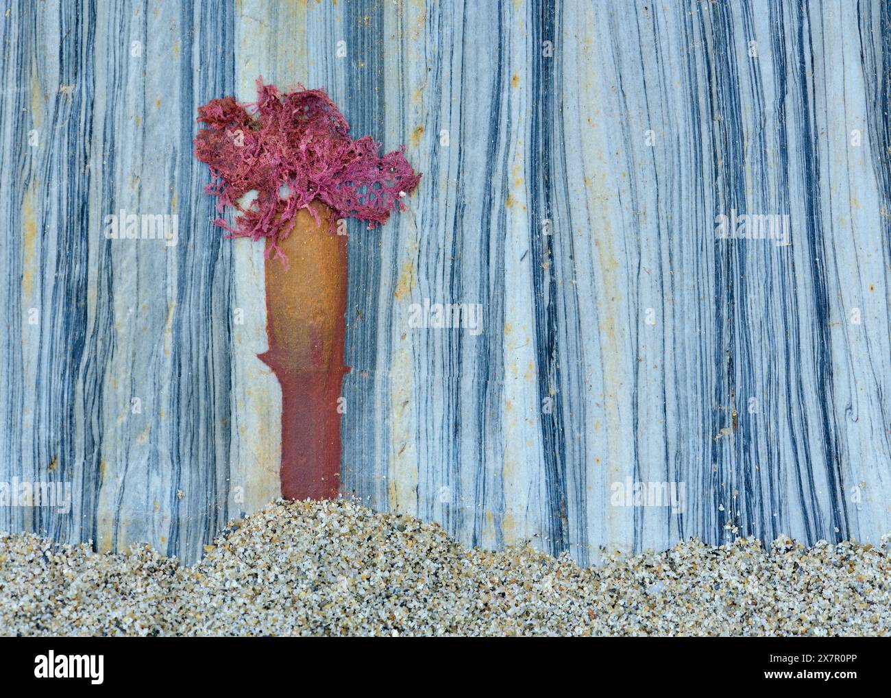 An abstract composition featuring seaweed artfully placed on a textured ...