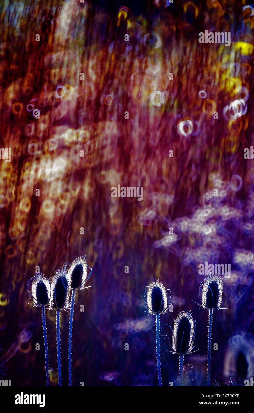 Silhouettes of thistle plants stand out against a mesmerizing, abstract ...