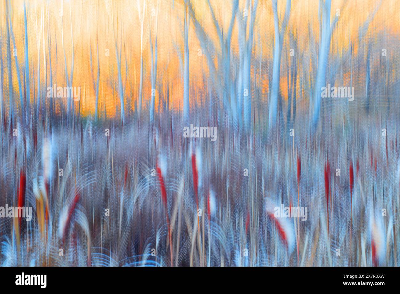 Artistic interpretation of a blurred forest scene, showcasing vertical ...