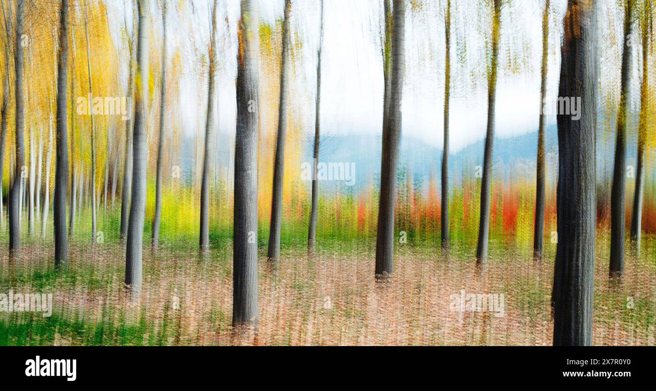 This captivating image features a blurred forest scene, artistically rendering the motion of ...