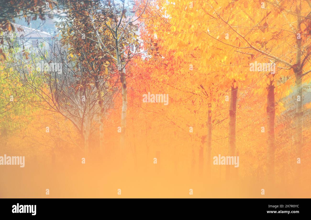 A serene autumn scene enveloped in mist, with vibrant golden leaves ...