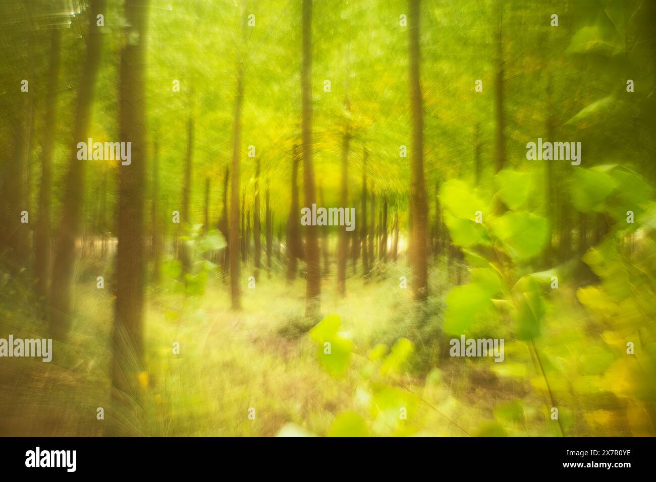 This image captures a lush, green forest bathed in sunlight, presented ...