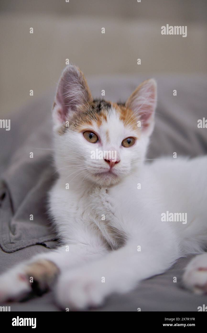 An adorable calico kitten with striking orange, black, and white fur ...