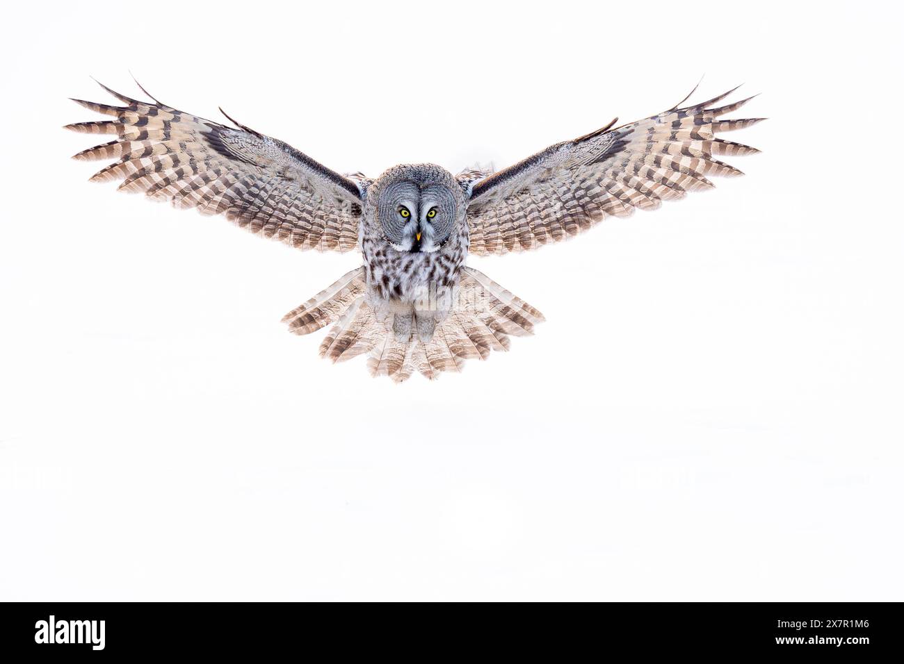 A frontal view of a Great grey owl with wings spread wide open in mid ...