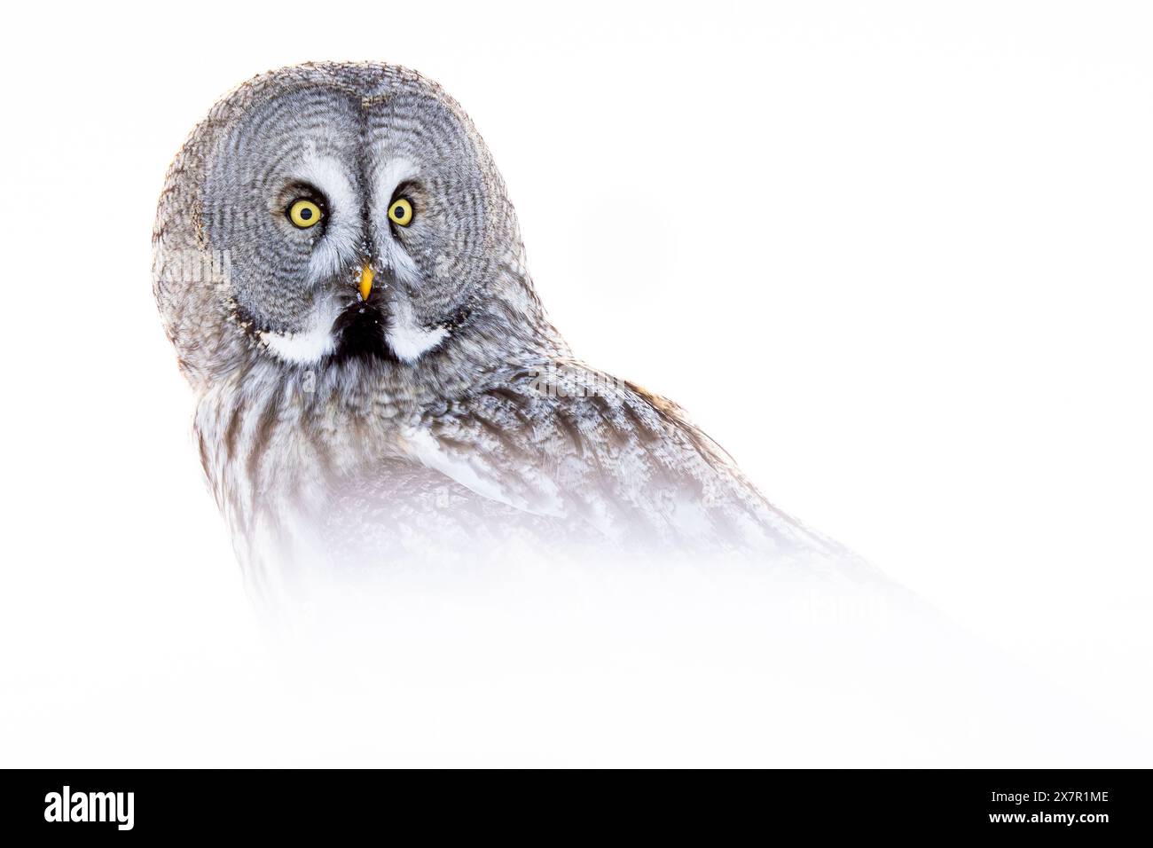 A Great grey owl captured with intense yellow eyes and detailed plumage ...