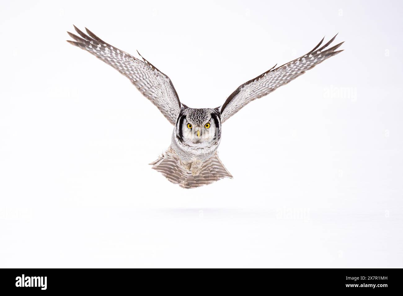 A majestic Hawk owl in mid-flight captured on a clean white background ...