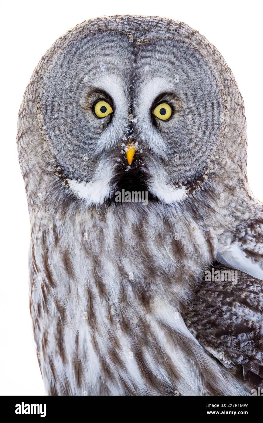 Detailed close-up of a Great grey owl staring with intense yellow eyes ...